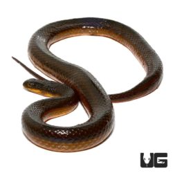 Crayfish Snakes (Liodytes rigida) For Sale - Underground Reptiles