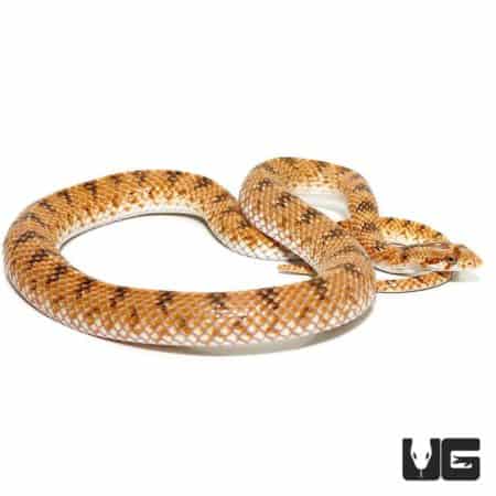 Crowned Leaf Nose Snake (Lytorhynchus diadema) For Sale - Underground ...