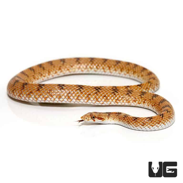 Crowned Leaf Nose Snake (Lytorhynchus diadema) For Sale - Underground ...