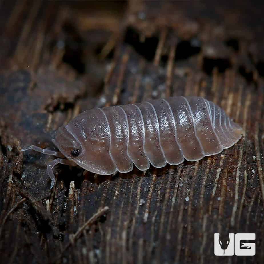 Cubaris Murina Isopods - Underground Reptiles
