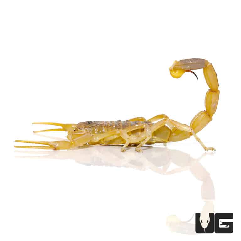 Death Stalker Scorpion (Leiurus quinquestriatus) For Sale- Underground ...