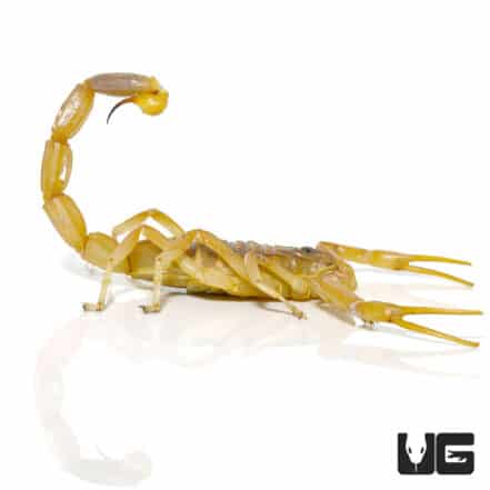 Death Stalker Scorpion (Leiurus quinquestriatus) For Sale- Underground ...