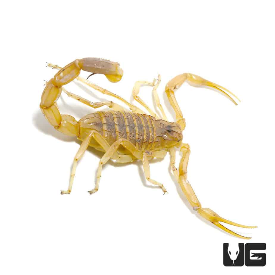 Death Stalker Scorpion (Leiurus quinquestriatus) For Sale- Underground ...