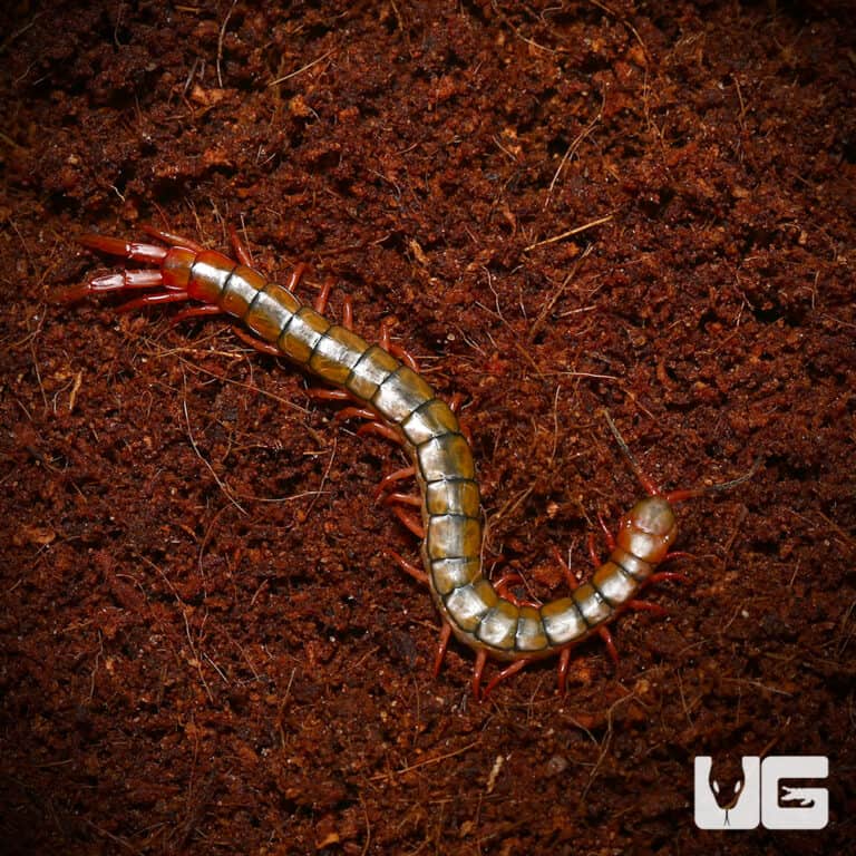 Centipedes, Millipedes and More For Sale - Underground Reptiles