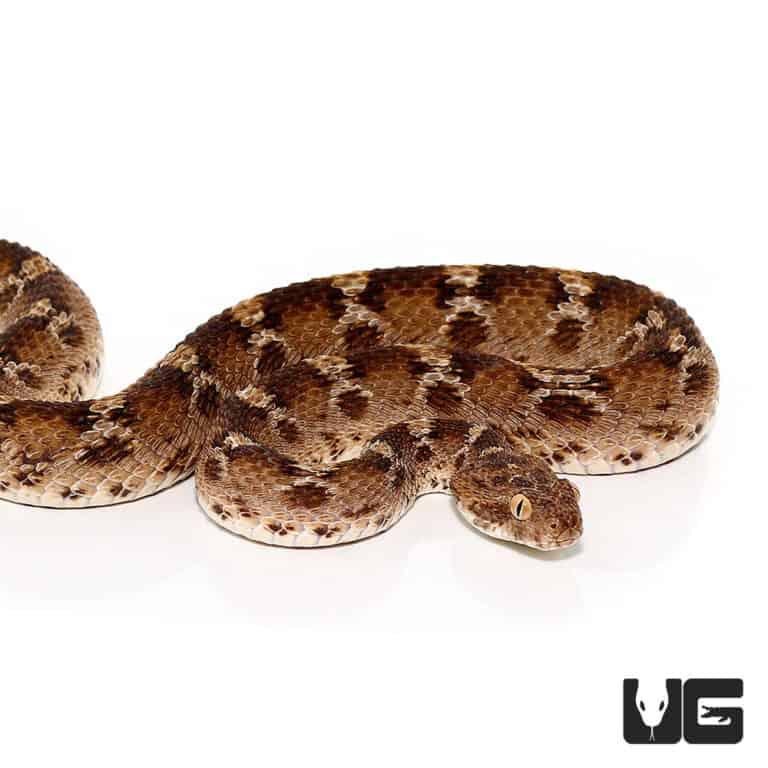 Egyptian Saw Scale Vipers (Echis pyramidum) For Sale - Underground Reptiles