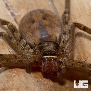 Giant Huntsman Spider (Heteropoda venatoria) For Sale - Underground ...