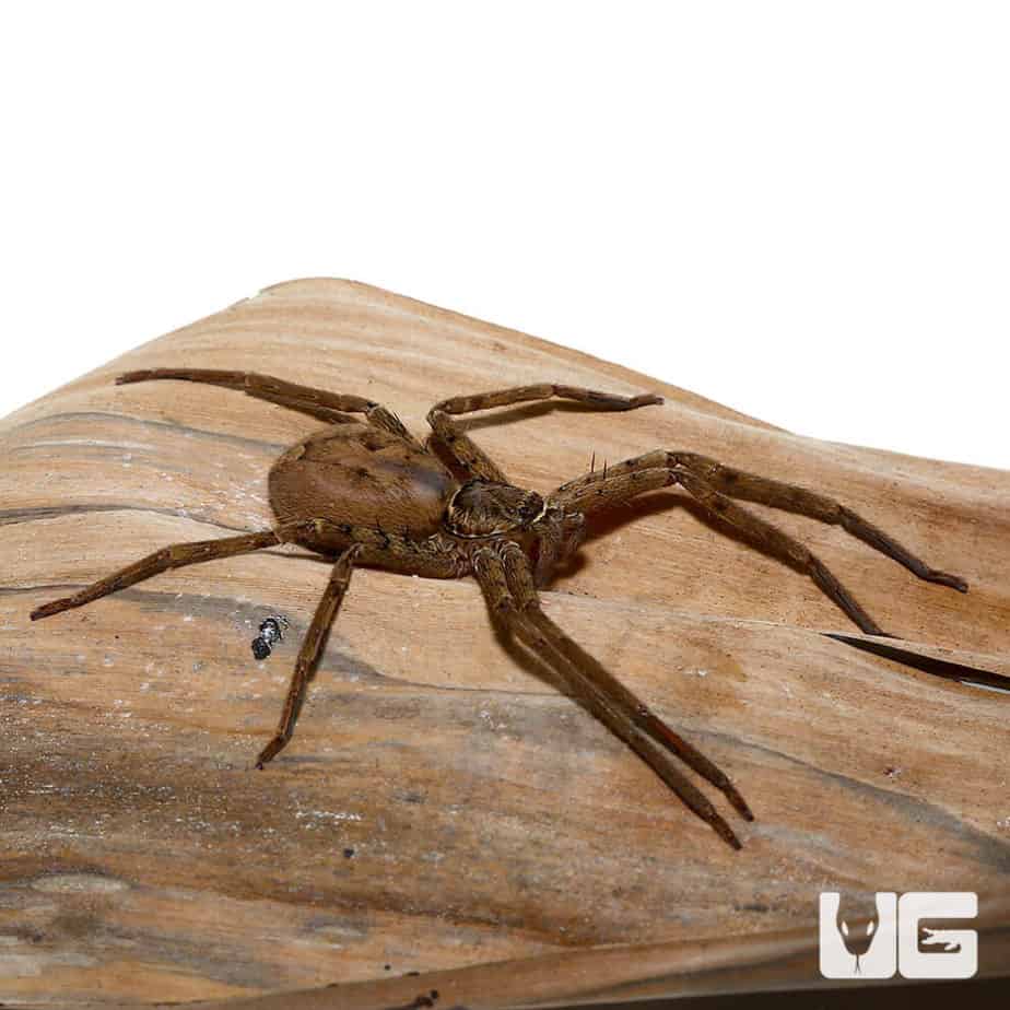Giant Huntsman Spider (Heteropoda venatoria) For Sale - Underground ...