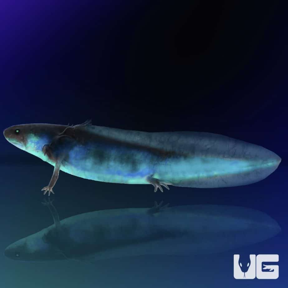 GFP Melanoid Axolotls For Sale - Underground Reptiles