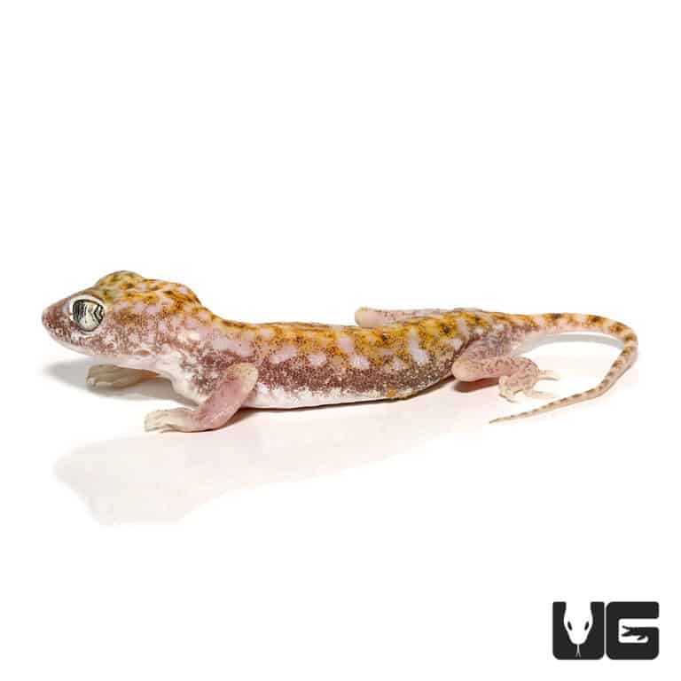 Egyptian Sand Geckos (Stenodactylus petrii) For Sale - Underground Reptiles