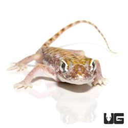Egyptian Sand Geckos (Stenodactylus petrii) For Sale - Underground Reptiles