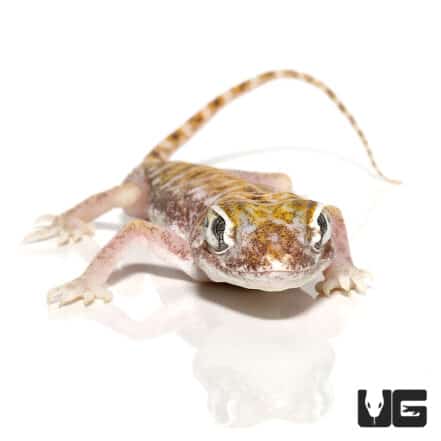 Egyptian Sand Geckos (Stenodactylus petrii) For Sale - Underground Reptiles