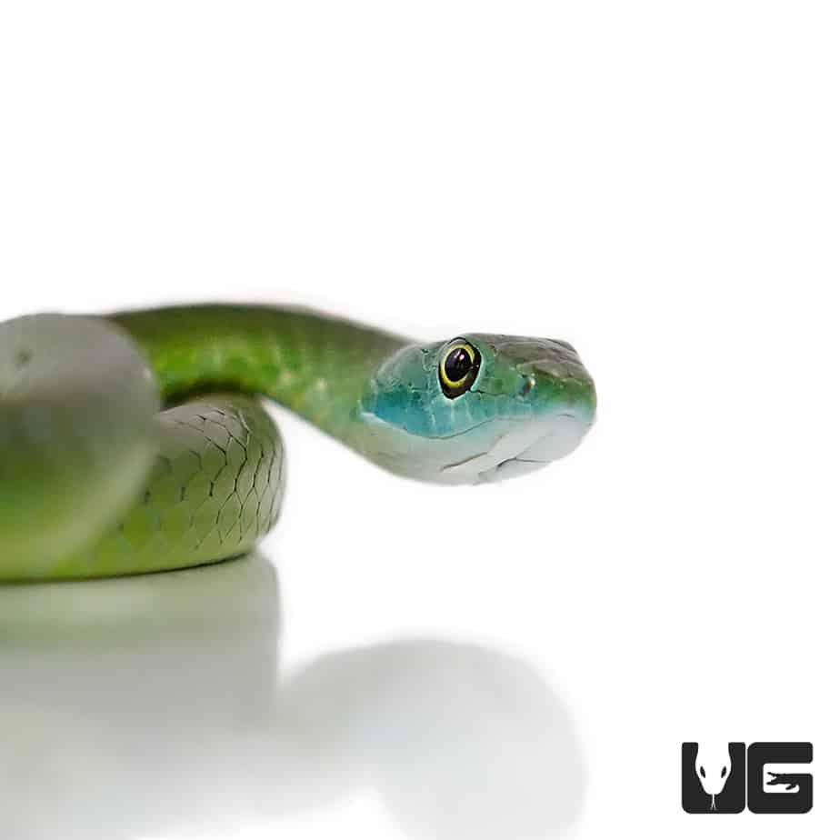 Green Bush Snakes (Philothamnus semivariegatus) For Sale - Underground ...
