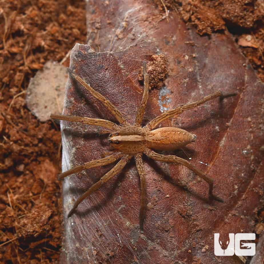 Baby White Wolf Spider for Sale - Underground Reptiles
