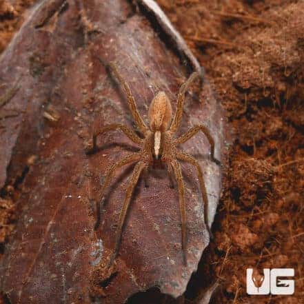 Baby White Wolf Spider for Sale - Underground Reptiles