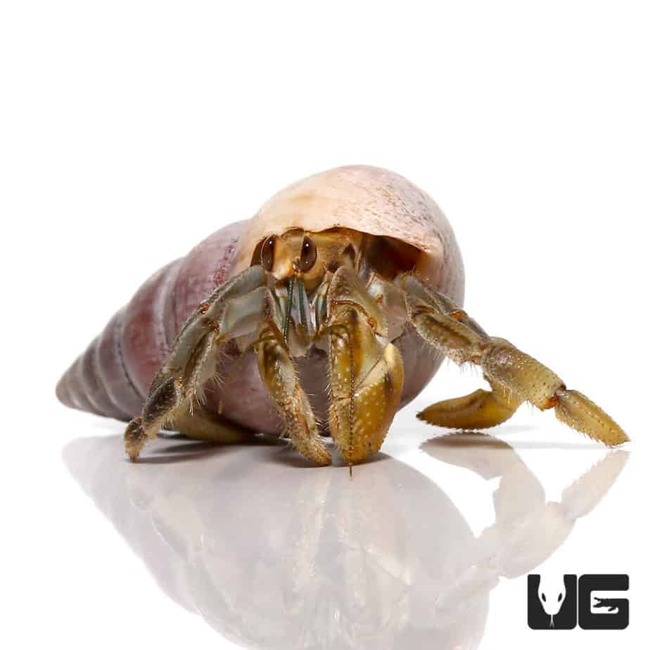 Hermit Crab (Paguroidea) For Sale - Underground Reptiles
