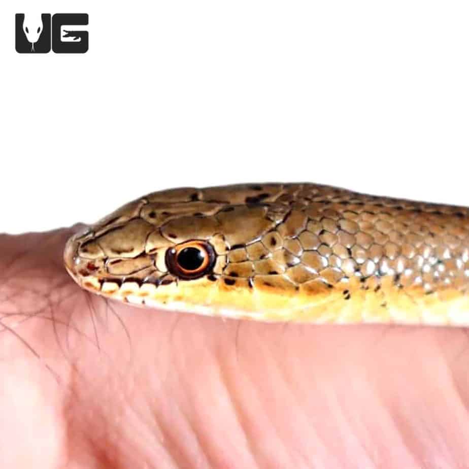 Hissing Sand Snakes (Psammophis sibilans) For Sale - Underground Reptiles