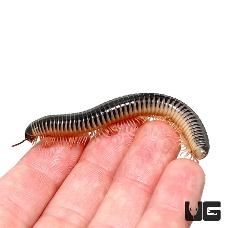 Centipedes, Millipedes and More For Sale - Underground Reptiles