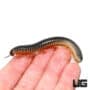 Ivory Millipedes (Chicobolus spinigerus) For Sale - Underground Reptiles