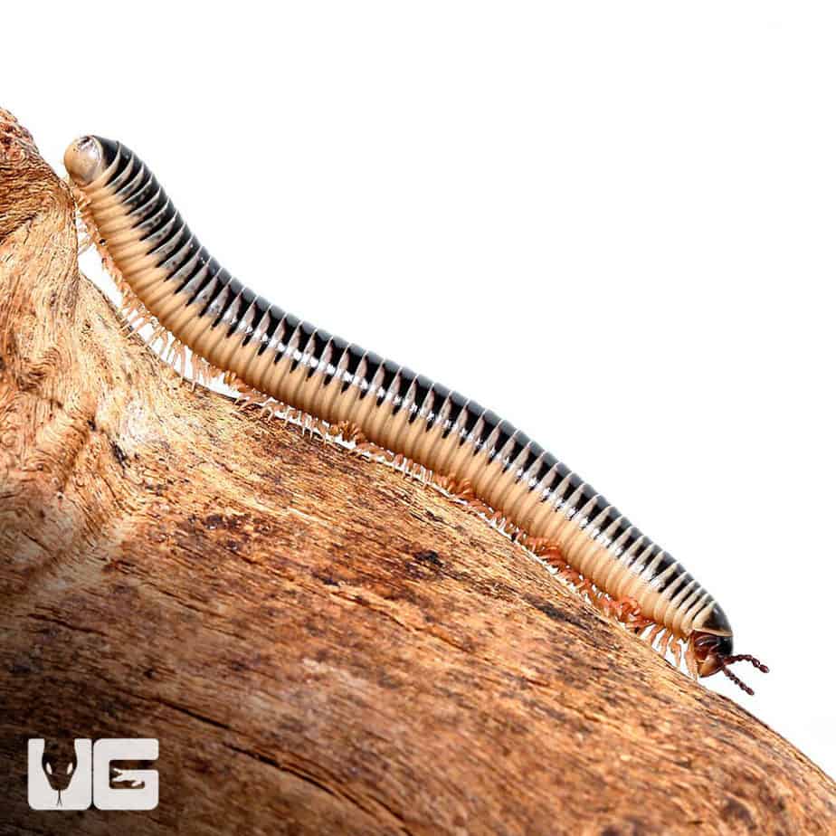 Ivory Millipedes For Sale - Underground Reptiles