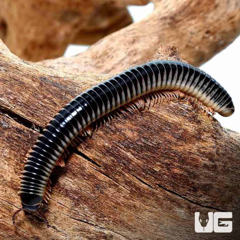 Ivory Millipedes For Sale - Underground Reptiles
