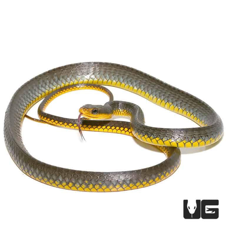 Machete Snake (Chironius carinatus) For Sale - Underground Reptiles
