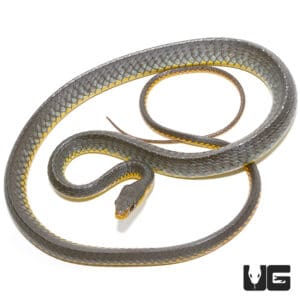 Machete Snake (Chironius carinatus) For Sale - Underground Reptiles
