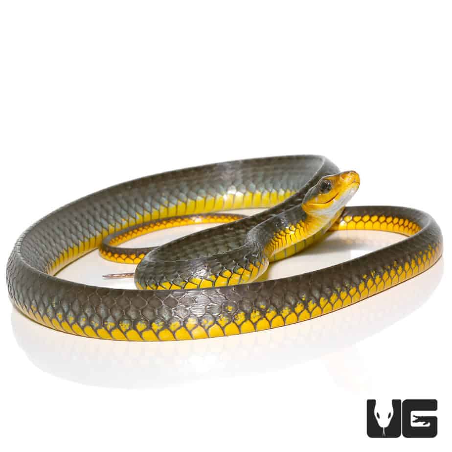 Machete Snake (Chironius carinatus) For Sale - Underground Reptiles