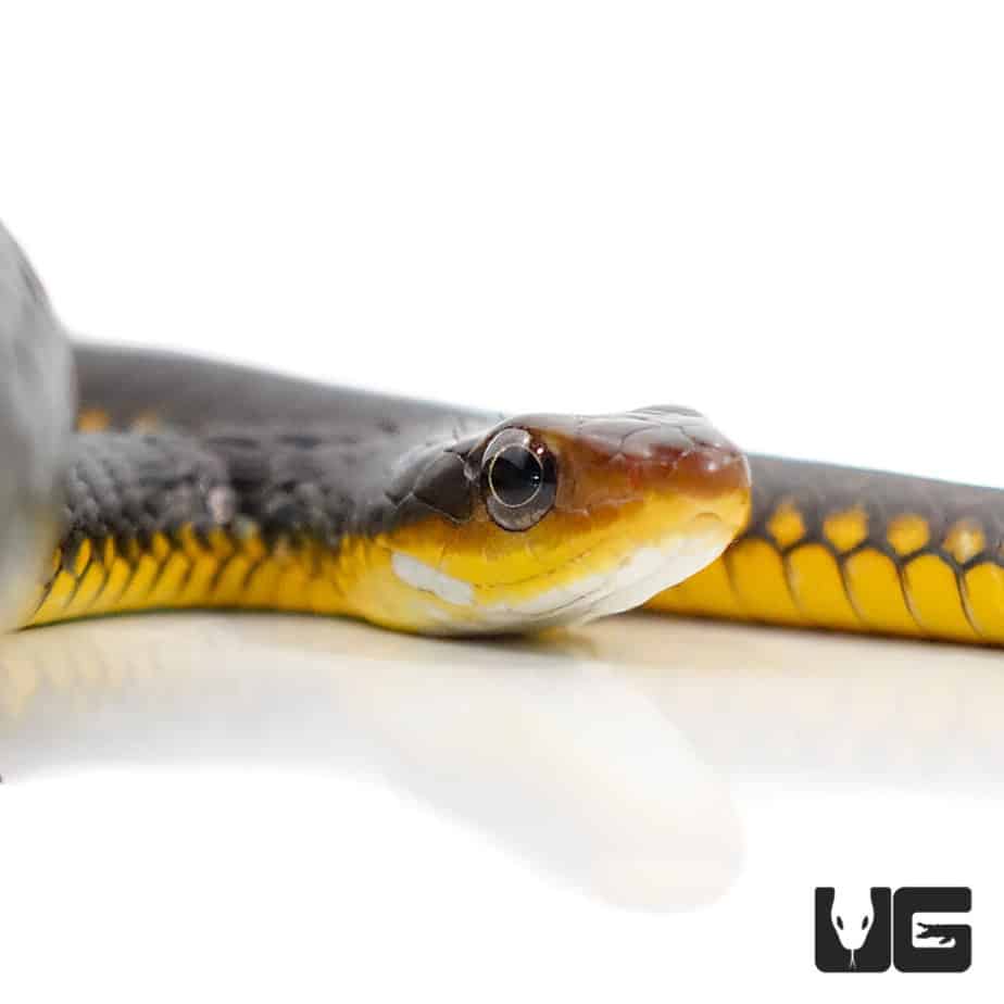 Machete Snake (Chironius carinatus) For Sale - Underground Reptiles