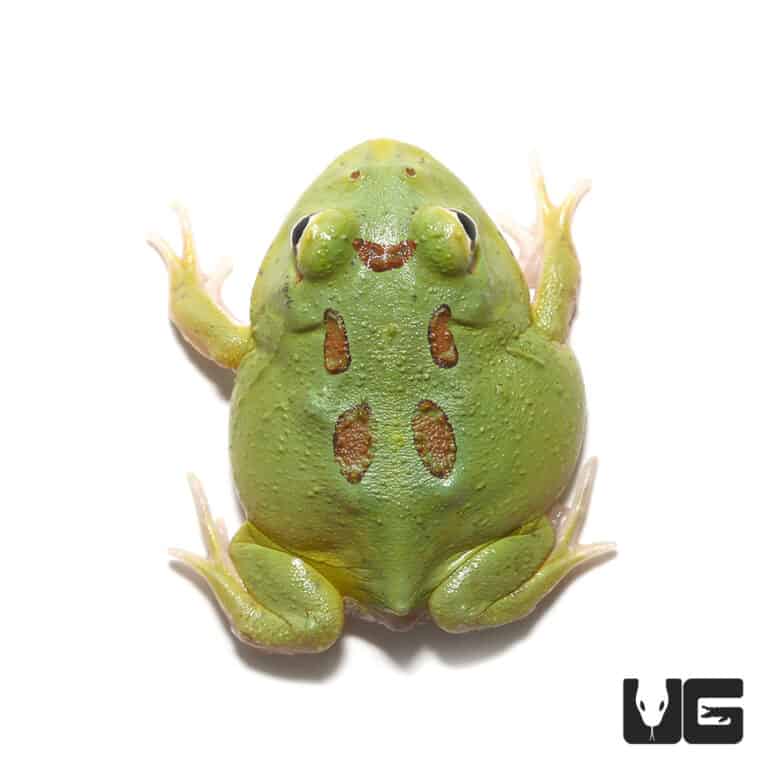 Matcha Pacman Frogs (Ceratophrys cranwelli) for sale - Underground Reptiles