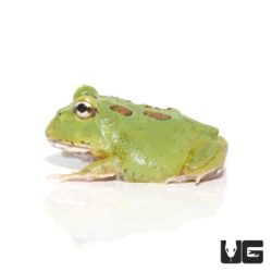 Matcha Pacman Frogs (Ceratophrys cranwelli) for sale - Underground Reptiles