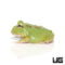 Matcha Pacman Frogs (Ceratophrys cranwelli) for sale - Underground Reptiles