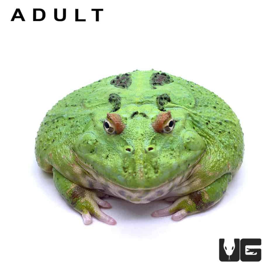 Matcha Pacman Frogs (Ceratophrys cranwelli) for sale - Underground Reptiles