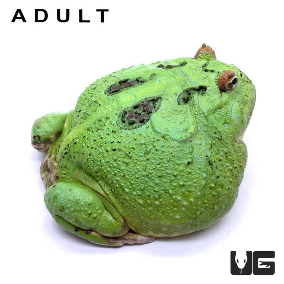 Matcha Pacman Frogs (Ceratophrys cranwelli) for sale - Underground Reptiles
