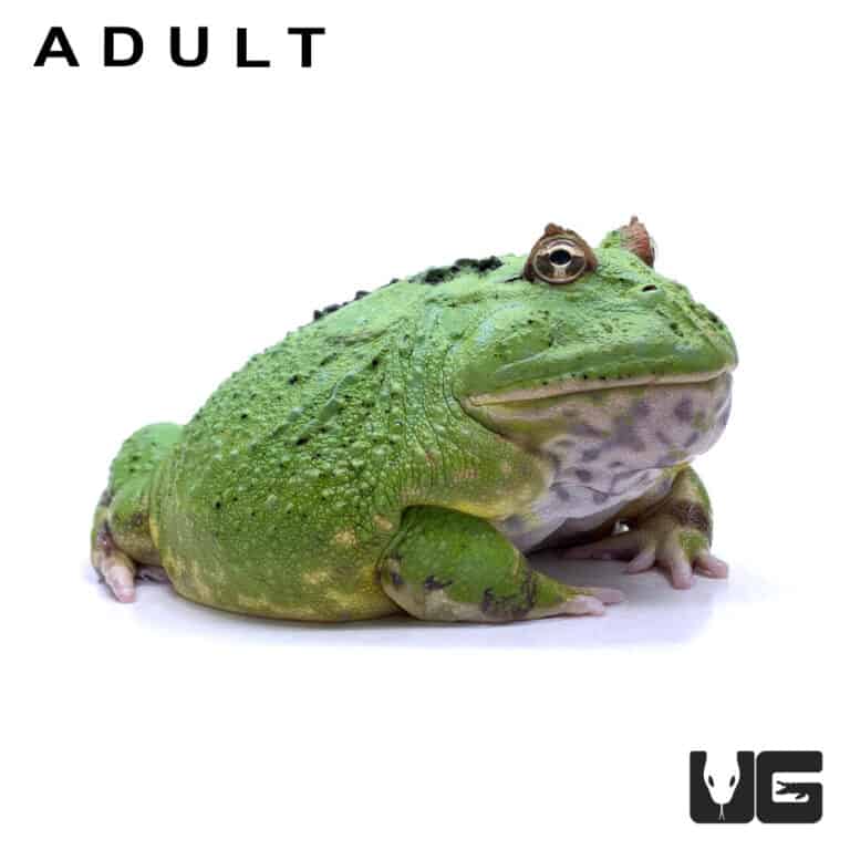 Matcha Pacman Frogs (Ceratophrys cranwelli) for sale - Underground Reptiles