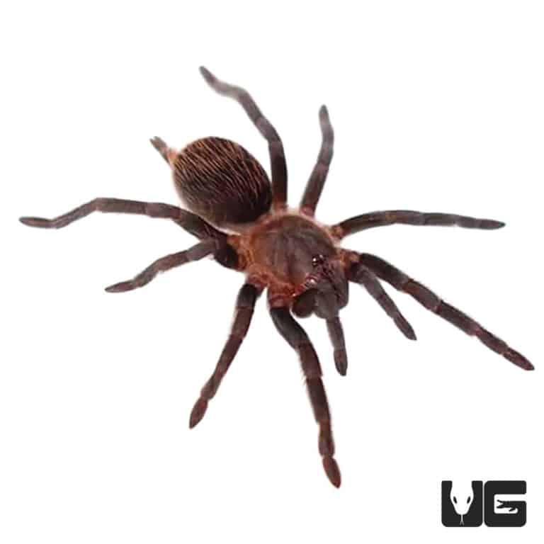 Tarantulas & Spiders For Sale - Underground Reptiles
