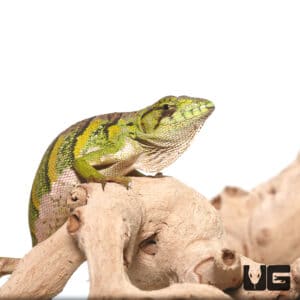 Lizards For Sale - Underground Reptiles