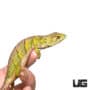 Monkey Anoles (Polychrus marmoratus) For Sale - Underground Reptiles