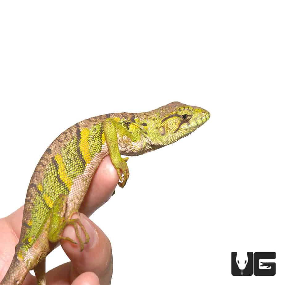 Monkey Anole For Sale - Underground Reptiles