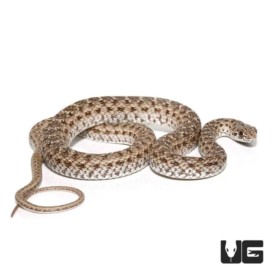 Montpellier Snake For Sale - Underground Reptiles