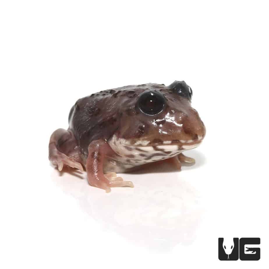 Mutant Black Eyed Calico Pacman Frogs for sale - Underground Reptiles