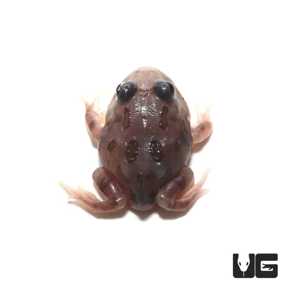 Mutant Black Eyed Calico Pacman Frogs for sale - Underground Reptiles
