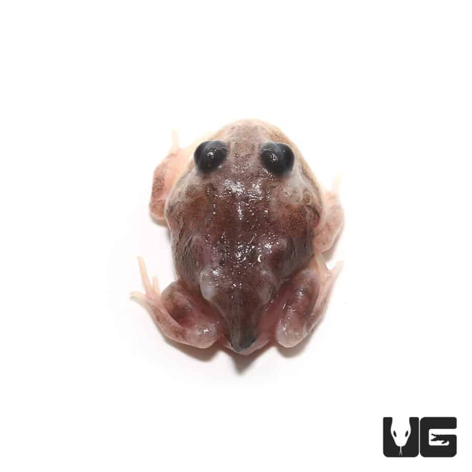 Mutant Black Eyed Calico Pacman Frogs for sale - Underground Reptiles