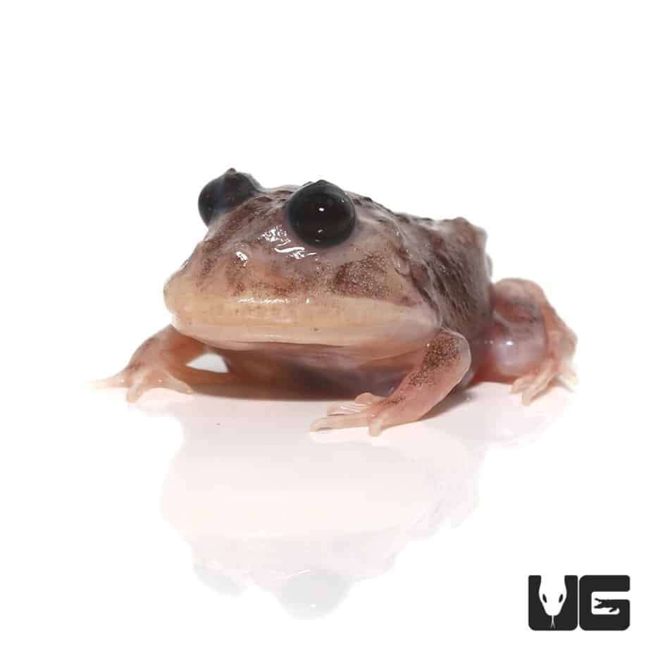 Mutant Black Eyed Calico Pacman Frogs for sale - Underground Reptiles