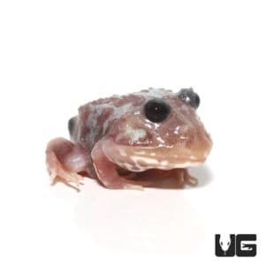 Mutant Black Eyed Silver Translucent Pacman Frogs for sale ...