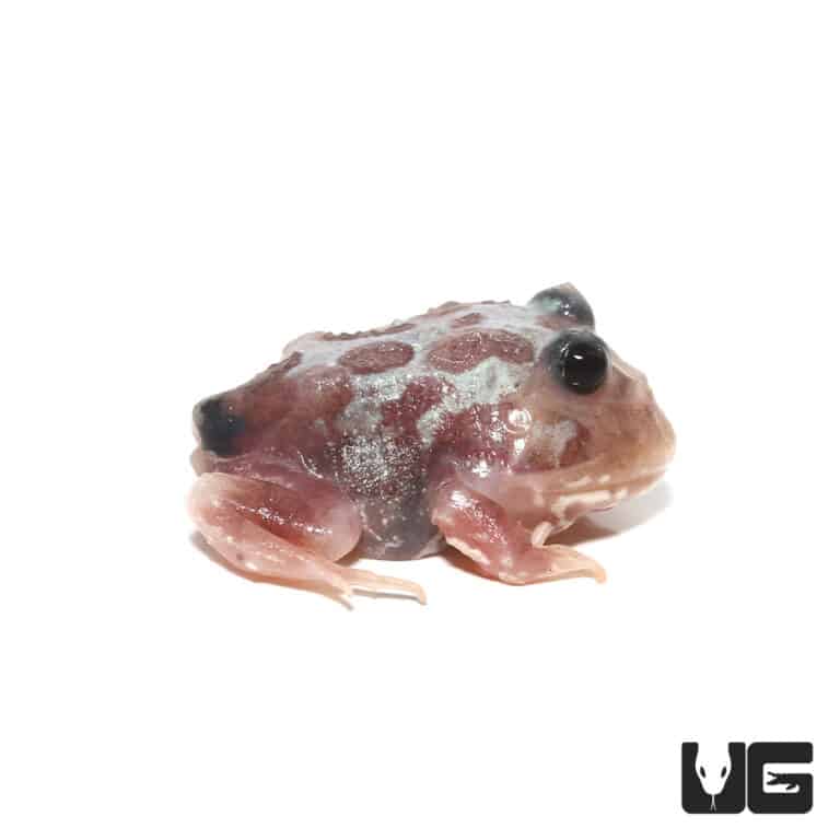 Mutant Black Eyed Silver Translucent Pacman Frogs for sale ...
