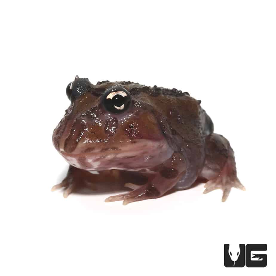 Mutant Black Hole Pacman Frogs for sale - Underground Reptiles