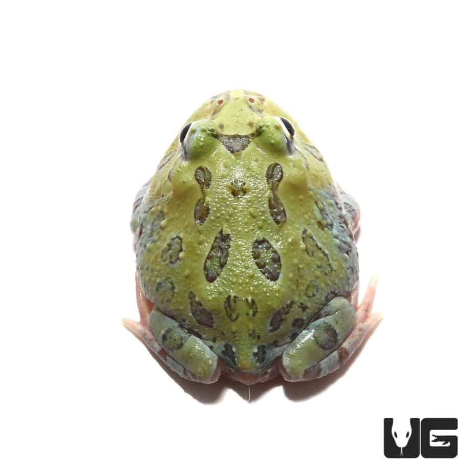 Mutant Caribbean Pacman Frogs (Ceratophrys cranwelli) for sale ...