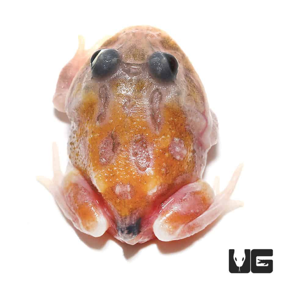 Mutant Copper Translucent Pacman Frogs for sale - Underground Reptiles