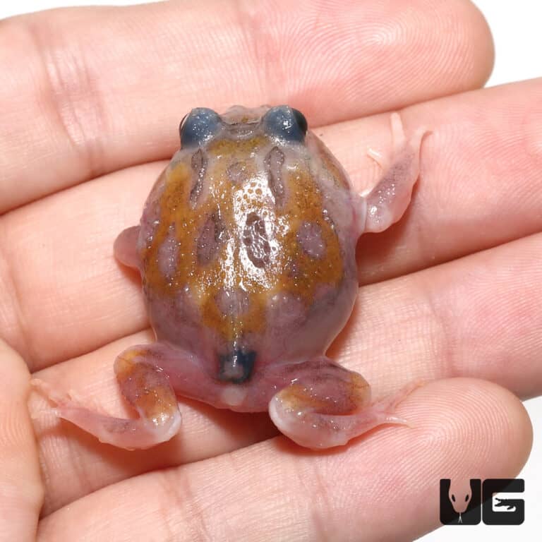Mutant Copper Translucent Pacman Frogs for sale - Underground Reptiles