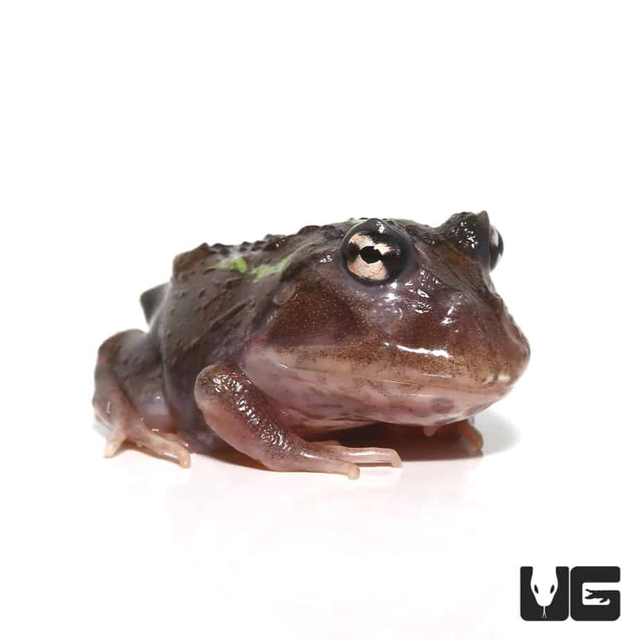 Mutant Nebula Pacman Frogs For Sale - Underground Reptiles